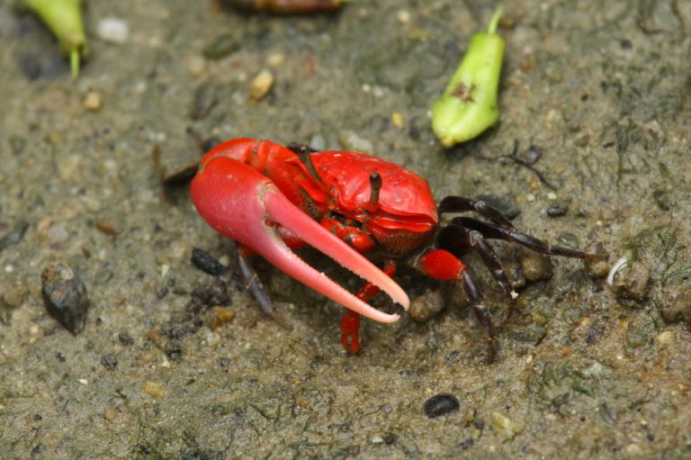 ケアンズのカニ：シオマネキ編 その2 – Cairns Field Guide