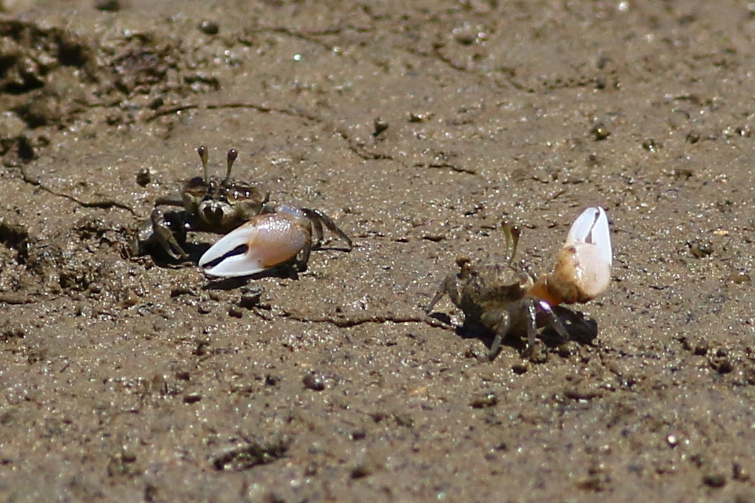 ケアンズのカニ：シオマネキ編 その3 – Cairns Field Guide